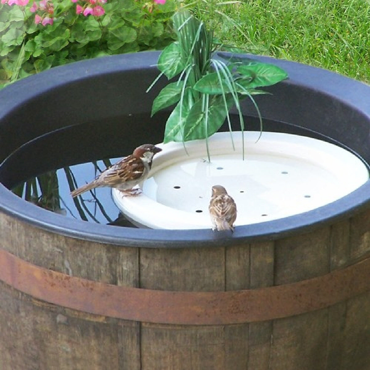 Bird Bath Raft Floating Pan | Momma's Home Store