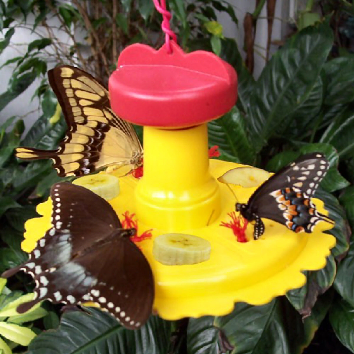 Butterfly Nectar Feeder Kit | Momma's Home Store