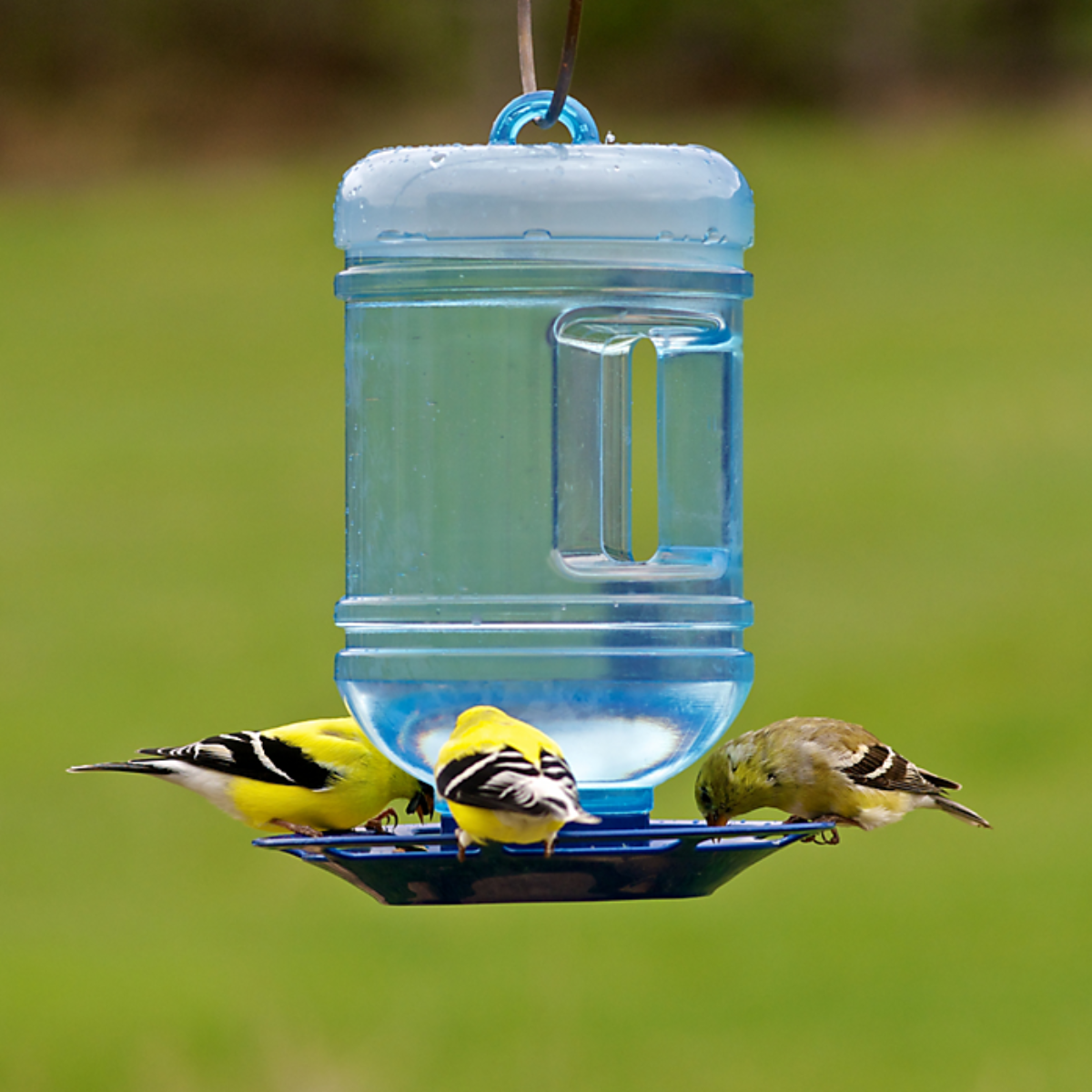 Water Cooler Bird Waterer | Momma's Home Store
